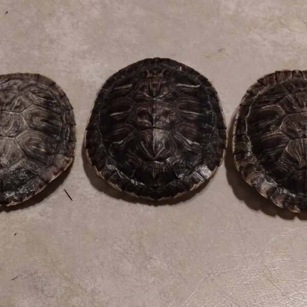 6 Red Ear Slider Turtle Shell - Etsy