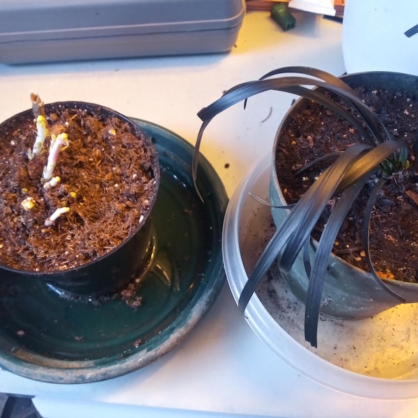 Sedum Night Embers Perennial Succulent. Super Healthy and Ready to ...