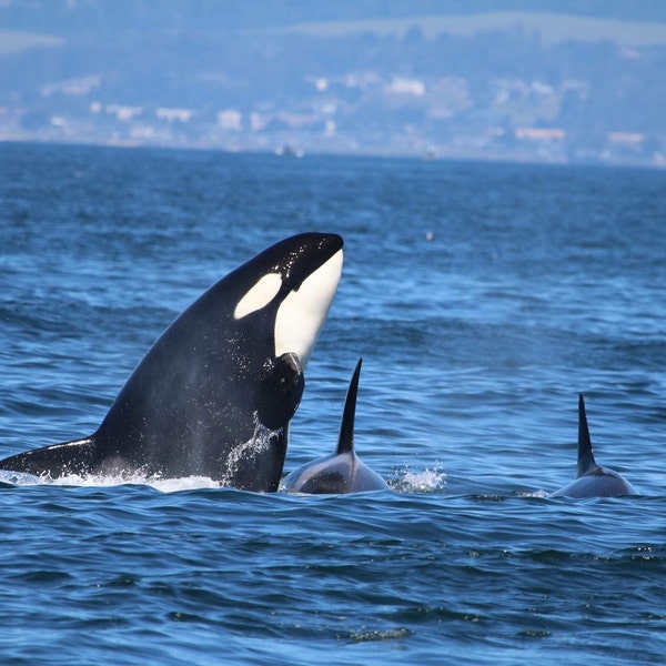 Orca Killer Whale Art Tokitae Lolita Southern Resident Salish Sea L-pod ...