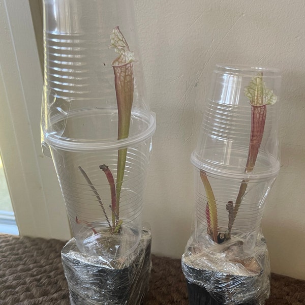 LIVE Carnivorous Pitcher Plant Sarracenia "juthatip Soper" Leucophylla ...