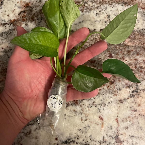 Pothos Kit - Ready to Grow Pothos - Pothos Variety Pack - 2 Leaf/2 Node ...