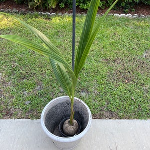 Misi Luki Bananna Tree Dessert Bananna Fruit Bearing - Etsy