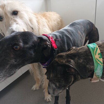 Dog Anti Escape Harness, Triple Harness, Safe Harness, Dog Harness ...