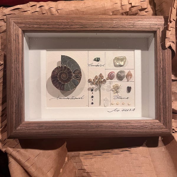 Framed Biotic Fossil, Biotic Fossil in Wooden Frame, Biotic Fossil ...