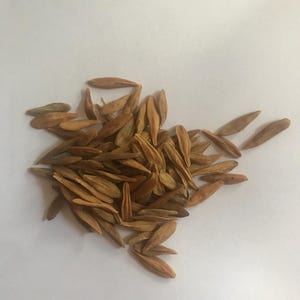 Tetrapleura Tetraptera /prekese / Aidan Tree.1000g/1kg - Etsy