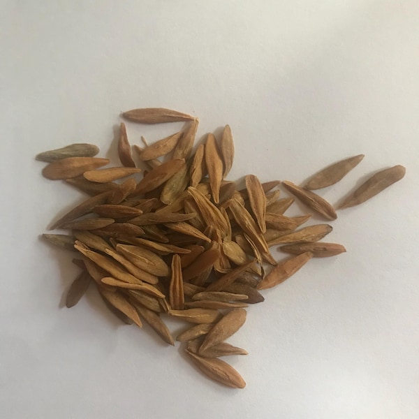 Nauclea Latifolia / African Peach Roots Bark - 1000g/1kg - Etsy