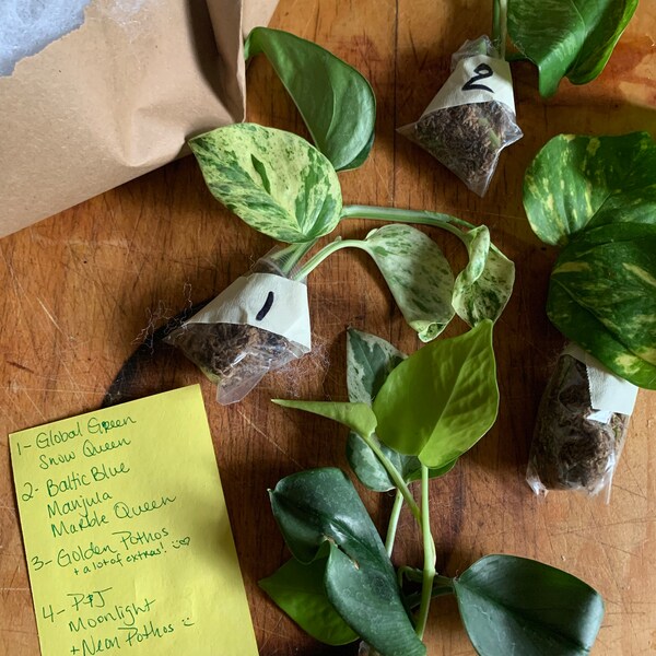 Global Green Pothos | Epipremnum Pinnatum | LIVE House Plant | Nodes ...