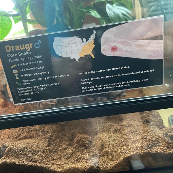 Custom Corn Snake Decal, Personalized Snake Name Tag, Vinyl Sticker ...