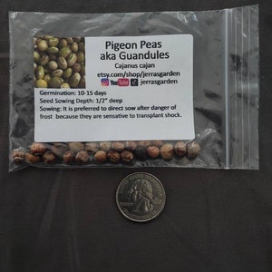 Tromboncino Rampicante Huge Italian Heirloom Zucchini Squash | Etsy