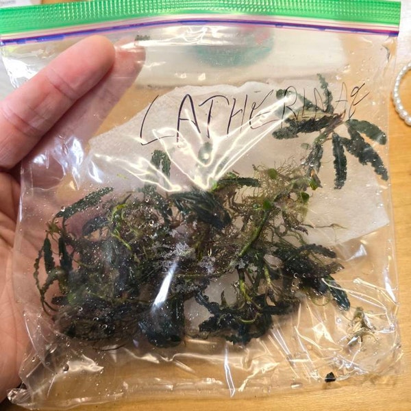 Bucephalandra Sp Silver Submerged Grown Aquarium, Terrarium, Paladarium ...