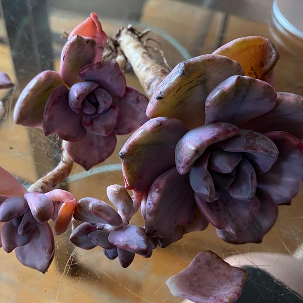 Echeveria Lincoln Maria-succulent - Etsy