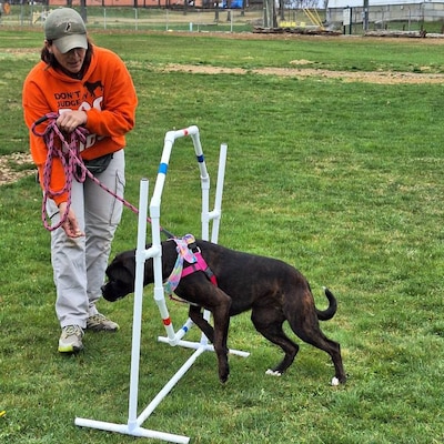 Dog Agility Equipment Weave Pole Guide Wires for 12 Weave Poles 10 ...