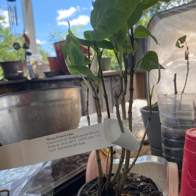 Black Monukka Seedless Grape, Live Potted Grape Plant, 1-2 Years Old ...