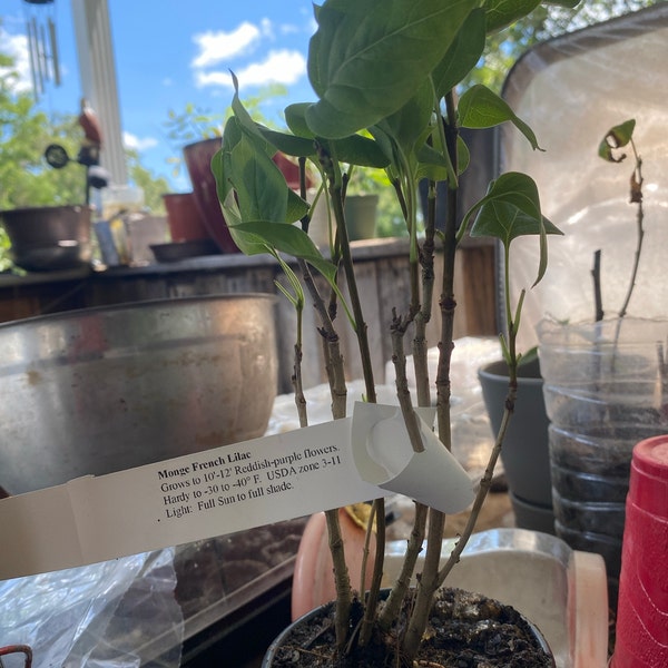 Catawba Red Grape, Live Potted Plant, 1-2 Years Old. - Etsy