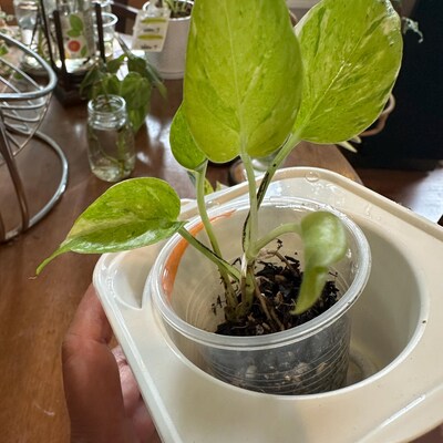 Teruno Pothos Venus Epipremnum Aureum 'venus' Terunoworld - Etsy