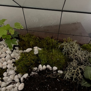 2 Pack Pixie Cup Live Lichen Moss for Terrariums Fairy Gardens | Etsy