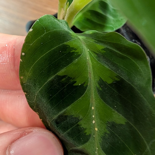 Calathea Warscewiczi 'tigrina' - Etsy