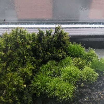 Cushion Moss Pillow Moss Pads 20 Teeny Button Size for Terrarium, Fairy ...