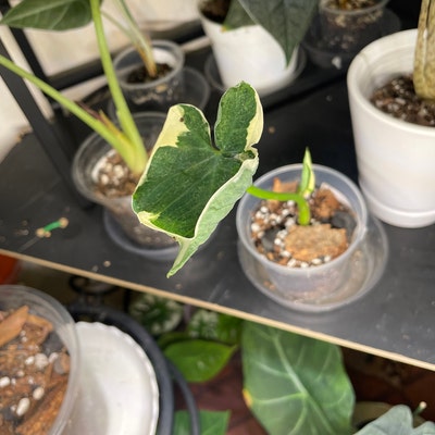 Alocasia Mickey Mouse xanthosoma Albomarginata Starter Plant - Etsy