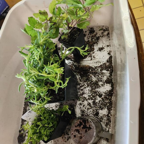 Alien Ice Plant - Delosperma Lehmannii - 2.5" Pot - A Real Cool ...