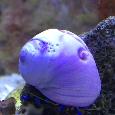 Multipack 1/2-1 Cebu Beauty Violet Shells Seashell Ocean Beach Nautical ...