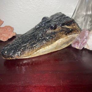 ALLIGATOR BONE DUST Voodoo, Hoodoo, Wicca, Gothic, Oddity - Etsy