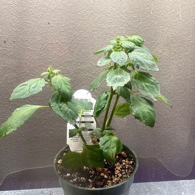 Tuberose Bulbs, Double Bloom, Polianthes Tuberosa, Rajanigandha ...