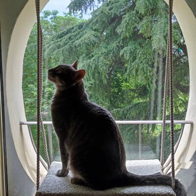 Cat Window Perch, Cat Hammock, Cat Window Bed, Wood Cat Shelves ...