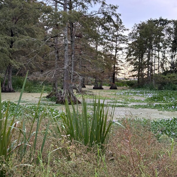 Ladle Gourd Sconce With Pine Needles - Etsy