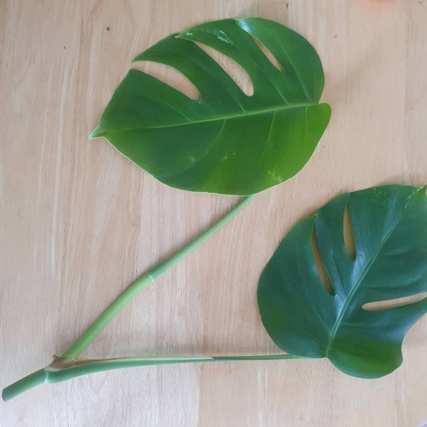 1x Rare Cutting Sillamontana Variegata Tradescantia - Etsy UK