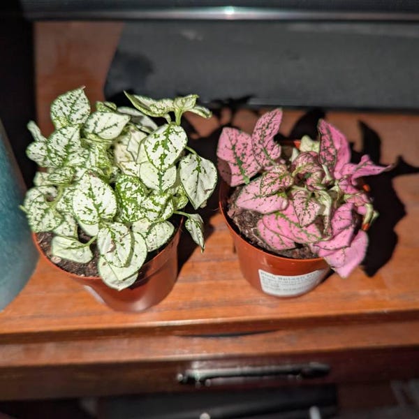 6" Hanging Glass UFO Capsule Plant Orb/terrarium - Etsy