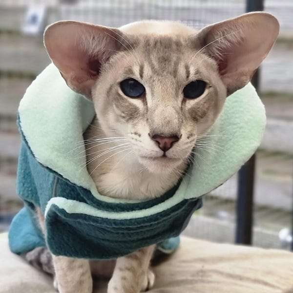 WARM CAT JACKET, Polar Fleece Cat Jacket, Warm Cat Clothes, Winter ...