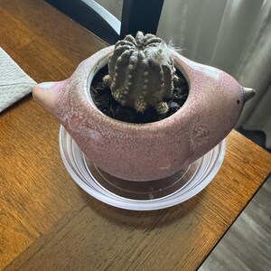 Sansevieria Pagoda Indonesia RA13 Rare Limited Amount Giant - Etsy