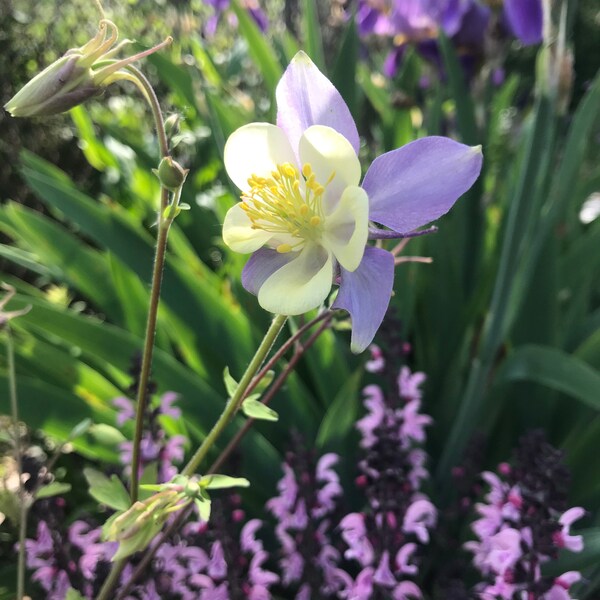 Hollyhock Seed Mix Alcea Rosea Hollyhock Seeds Hollyhocks Rare Flower ...
