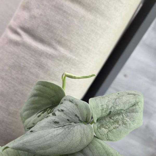 Tradescantia Bubblegum Nanouk Plant - 4 Inch Pot - Optional Decorative ...