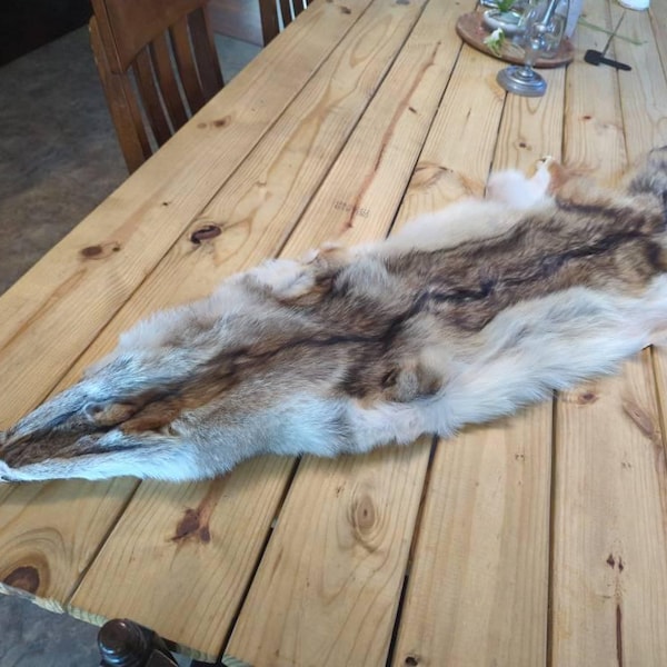 River Otter Pelt, Tanned - Etsy