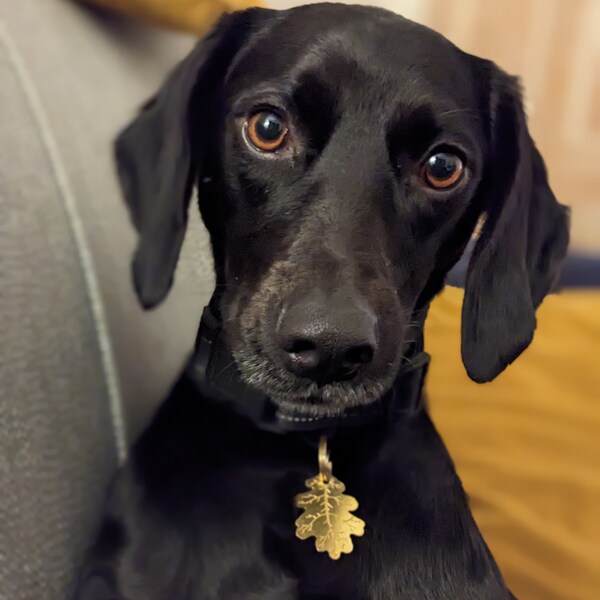 Personalised Oak Leaf Dog ID Name Tag in Brass - Etsy