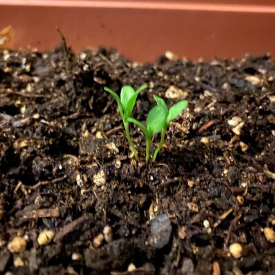 New Charming Pink Carnation SEEDS Dianthus Chabaud La France Fast Free ...