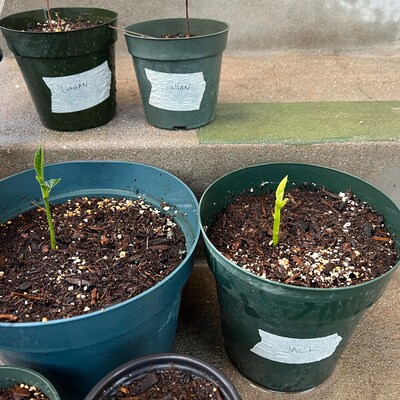 Marang Seeds Terap Artocarpus Odoratissimus Tropical Fruit Tree Seeds ...