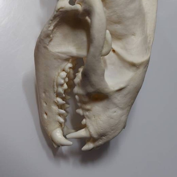 Hand Painted Red Fox Jaw - Etsy