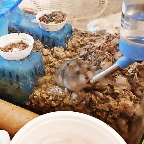 Dwarf Hamster Mouse Cubby Home - Etsy