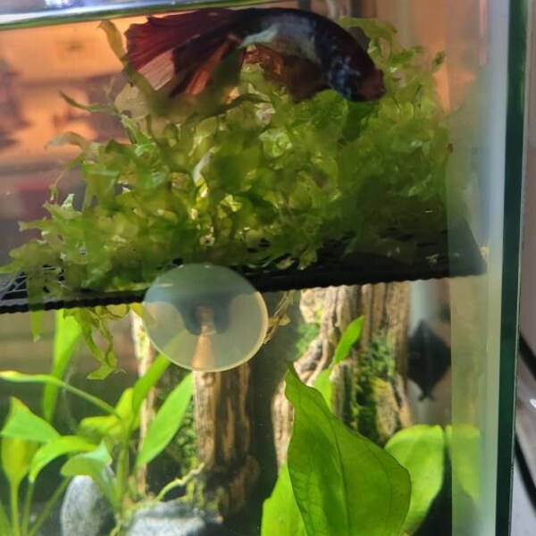 Subwassertang -pellia Moss Rare Aquatic Moss Live Aquarium Freshwater ...