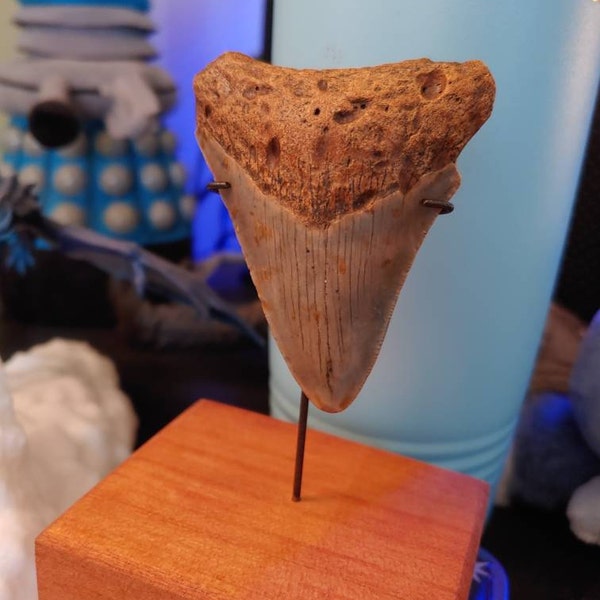 2.93” Fossil Megalodon Shark Tooth Ocean Teeth Dinosaur Fish- **on ...