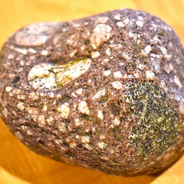Large Rough Stromatoporoid Sponge Ordovician Fossil Limestone W ...
