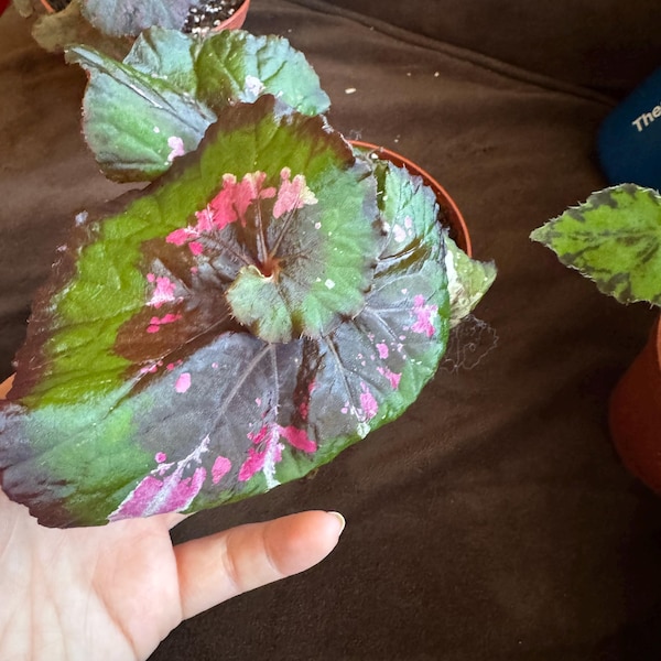 RARE Rex Begonia Blue Flashing ‘tiger Kitten’ Live House Plant Potted 4 ...