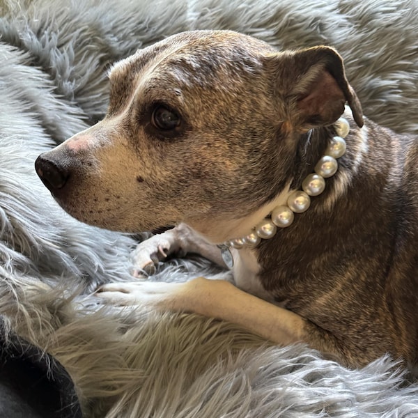 Pearl Dog Collar Necklace, Personalized Pearl Pet Collar Necklace ...