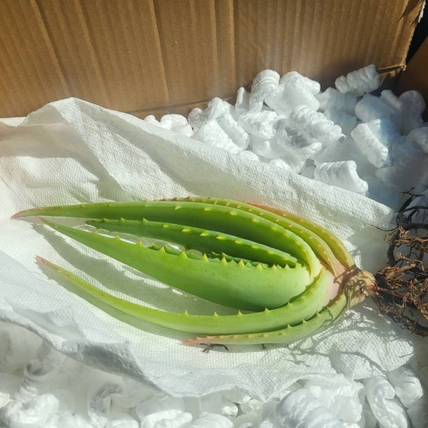 Aloe 'tangerine' HYBRID Arborescens X Ferox INTENSE BLOOMS Starter ...