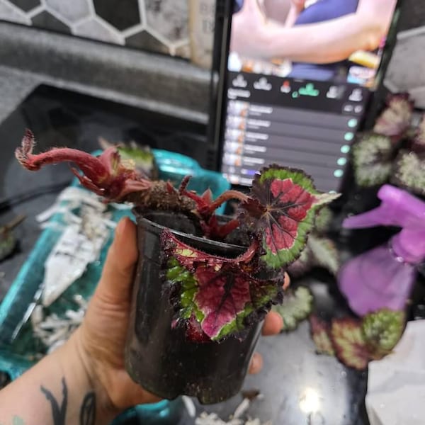 Jurassic™ Rex Begonia 'watermelon' - Etsy