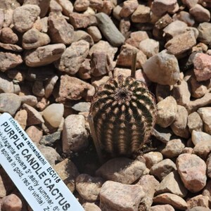 OP027: Opuntia Debreczeyi 'alberta Sunset' spineless Cat's Paw Cactus ...