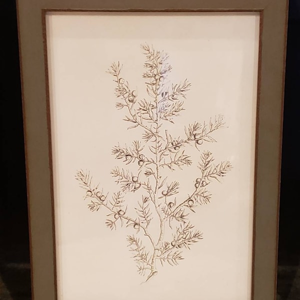 Olive Branch Drawing / Botanical Etching Print / Vintage Sketch Art ...